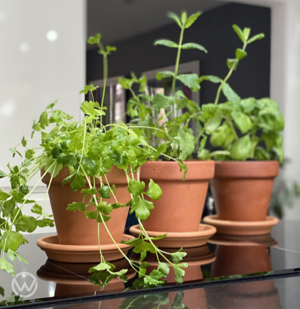 Watermark - 10 Kitchen Plants to Clean the Air & Promote Productivity